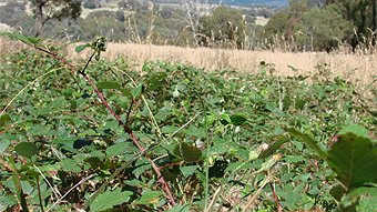 Slashing And Mowing Services - Your #1 For Excellent Work